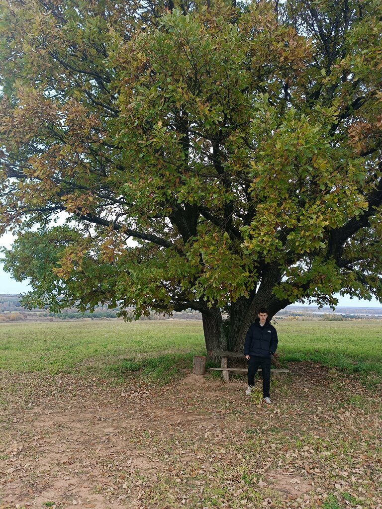 Doğa Одинокий дуб, Udmurtiya, foto