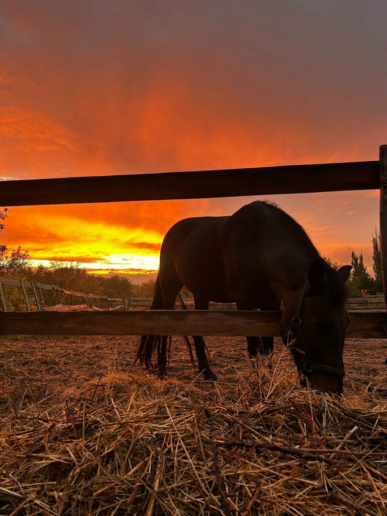 At ve binicilik kulüpleri Империя, Rostovskaya oblastı, foto