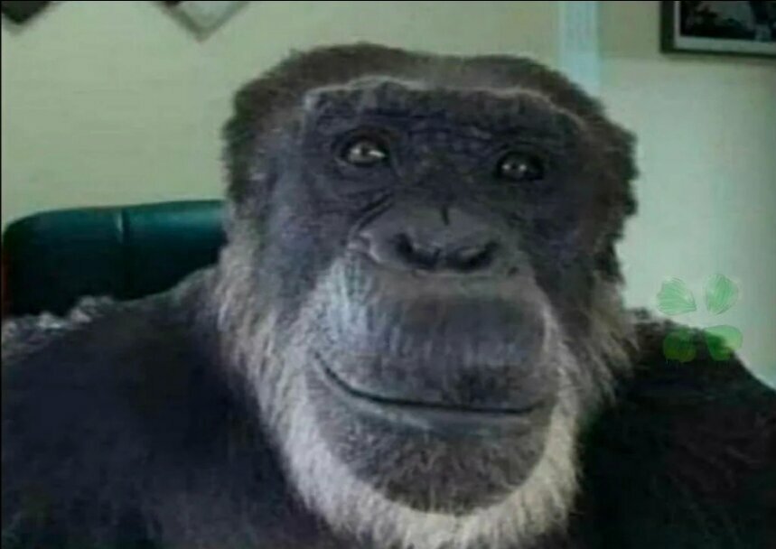 Hayvan muhafazaları Вольер мартышек, Kazan, foto