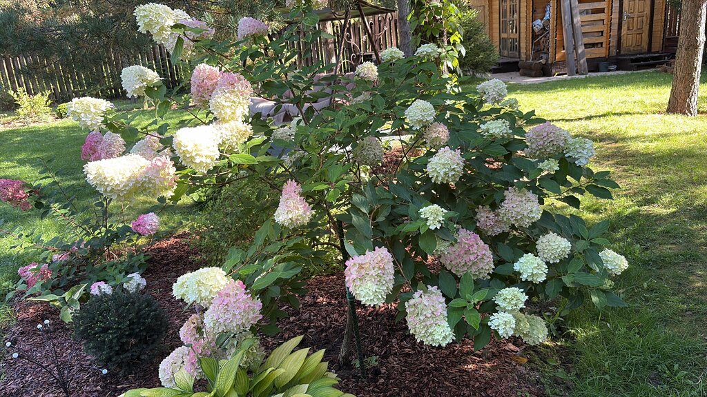 Peyzaj tasarımı Коммуна флора, Moskova, foto