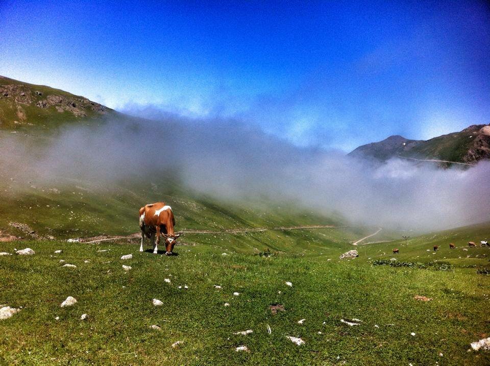 Tarım kredi kooperatif birlikleri Anzer Balı Kooperatifi, Rize, foto