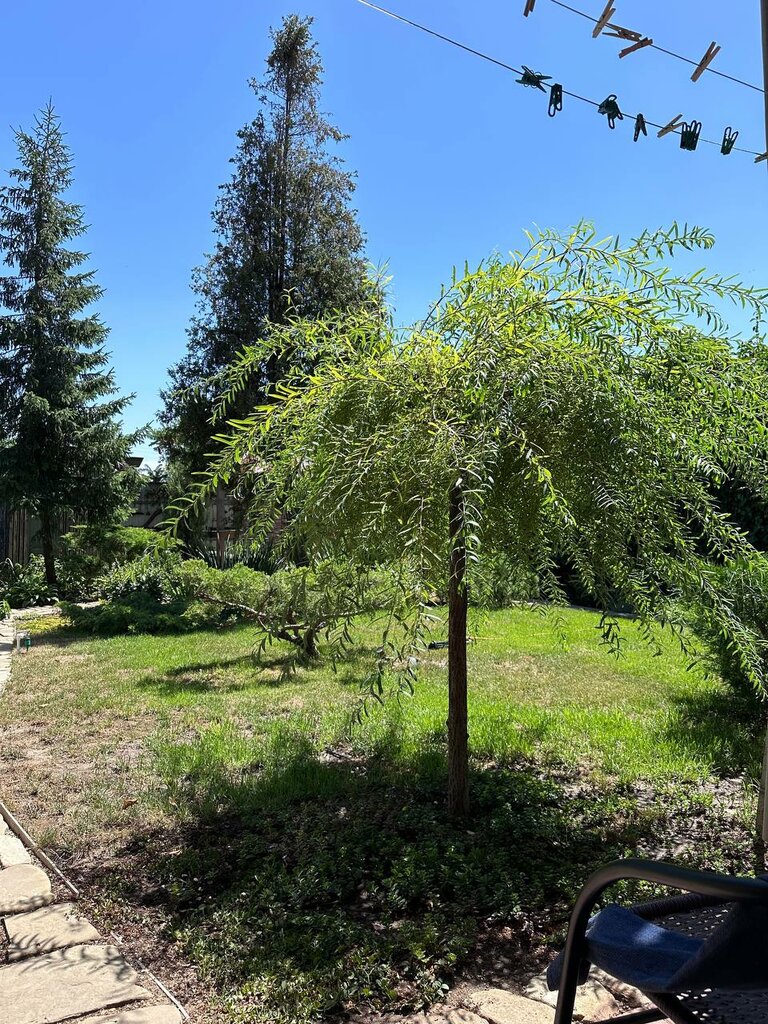 Konuk evi Гостевой дом с садом для двоих, Yeysk, foto