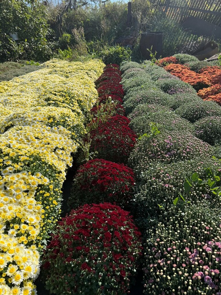 Çiçekçiler Azalea, Kostanay eyaleti, foto