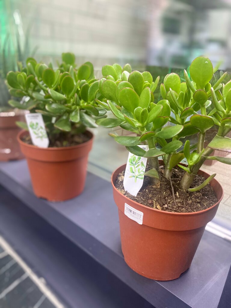 Çiçekçiler Цветочная Фея, Saint‑Petersburg, foto