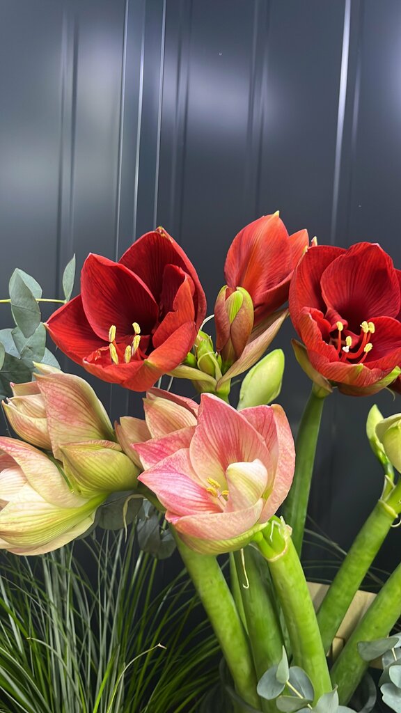 Çiçekçiler Creme, Moskova, foto