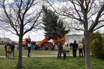 Arbor Vitae - Arboristika, S. R. O. (Bratislavský kraj, Okres Bratislava III), peyzaj tasarımı  Bratislava'dan