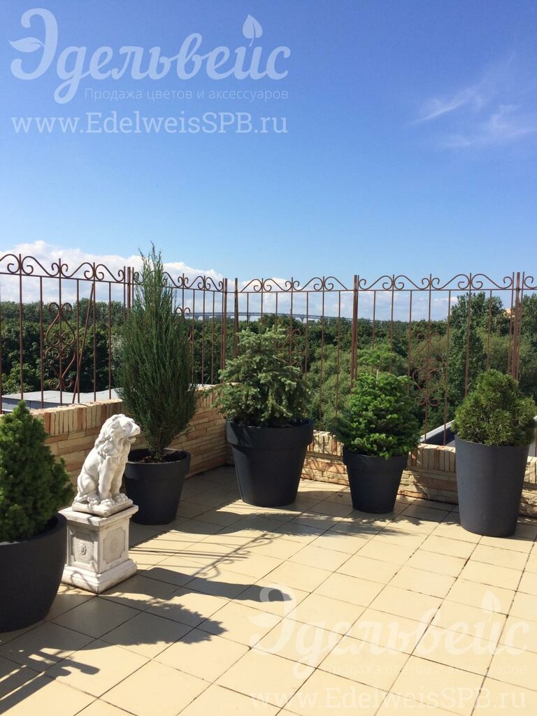 Çevre peyzaj hizmetleri Edelweiss, Saint‑Petersburg, foto