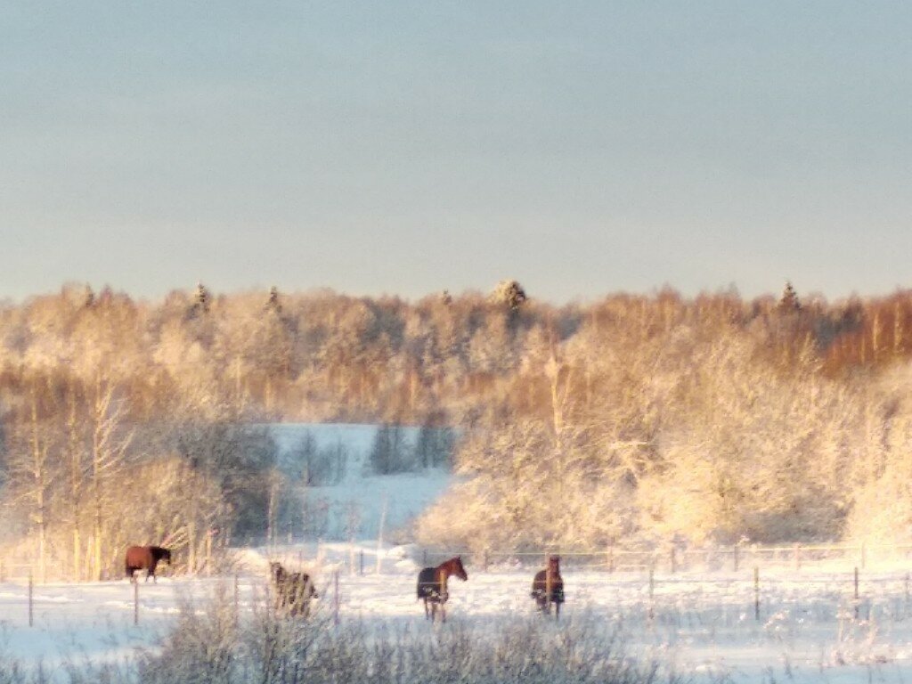 At ve binicilik kulüpleri KFKh Yurino, Yaroslavskaya oblastı, foto