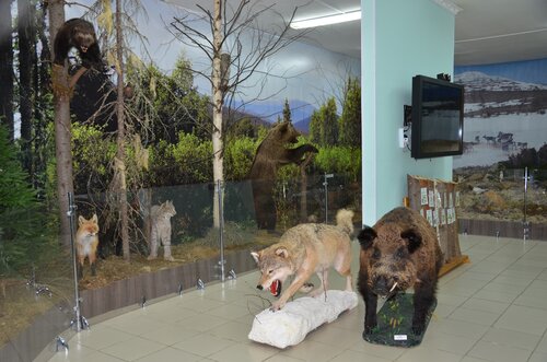 Müzeler ve sanat galerileri Muzey prirody zapovednika Vishersky, Permski krayı, foto