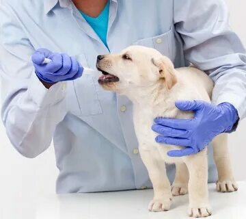 Veteriner klinikleri 9 Jiznei, Podolsk, foto