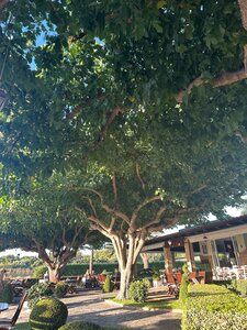 Ambrosia (Western Greece, Agios Ilias), restoran  Dünya'dan