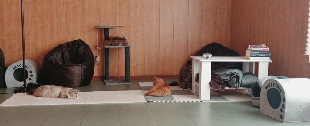 Antikafe Муррzone, Pskovskaya oblastı, foto