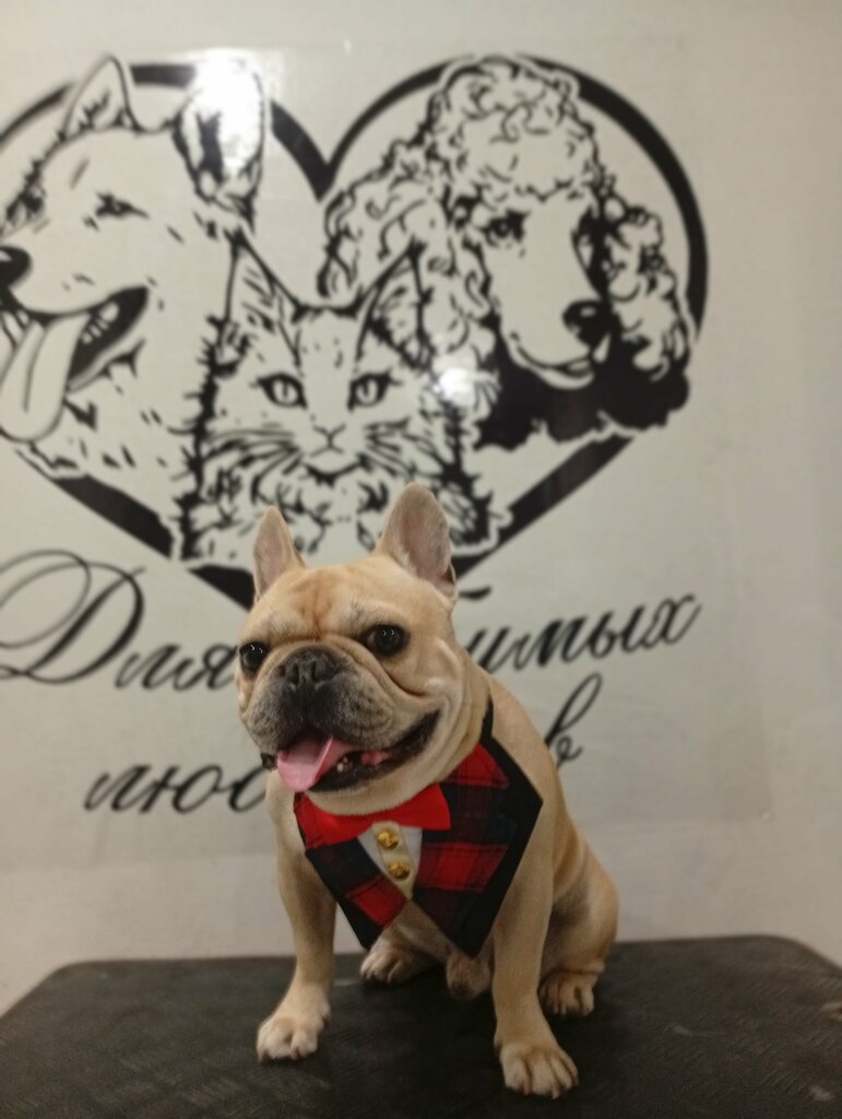 Evcil hayvan kuaförleri Для Любимых Любимцев, Zvenigorod, foto