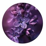 Lilac (Kosmonavtov Street No:18/3), çiçekçiler  Lipetsk'ten