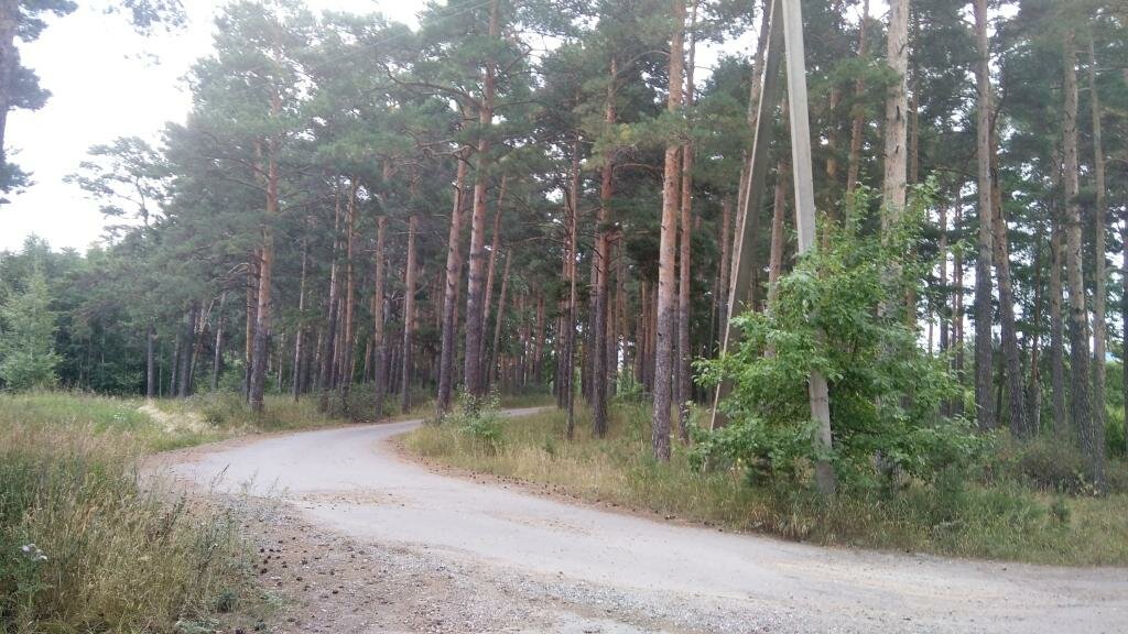 Orman işleri Akylbai Forestry, Şçuçinsk, foto