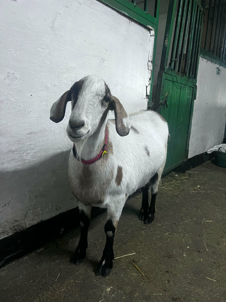 Hipodromlar Ипподром, Beriozovski, foto