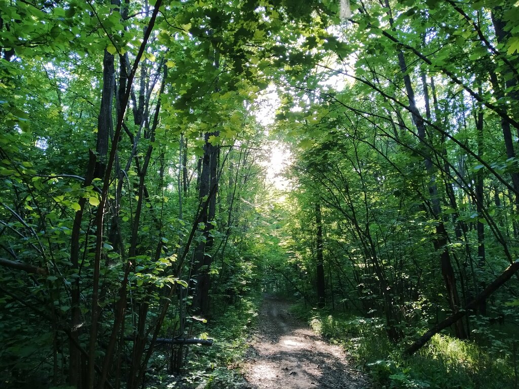Orman Levzhenskiy Forest, Mordovya, foto