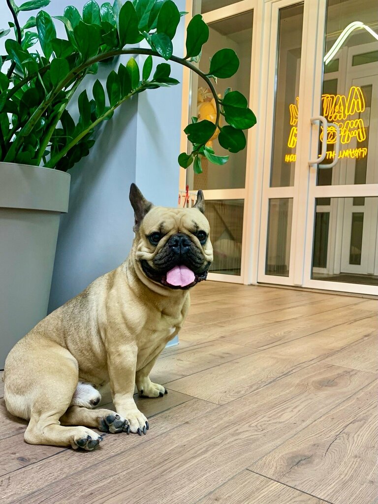 Evcil hayvan kuaförleri Lapki moem, Krasnodar, foto