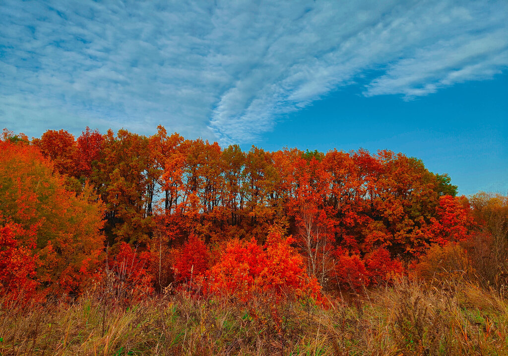 Orman Памятник природы "Пехлецкий лес", Riazanskaya oblastı, foto