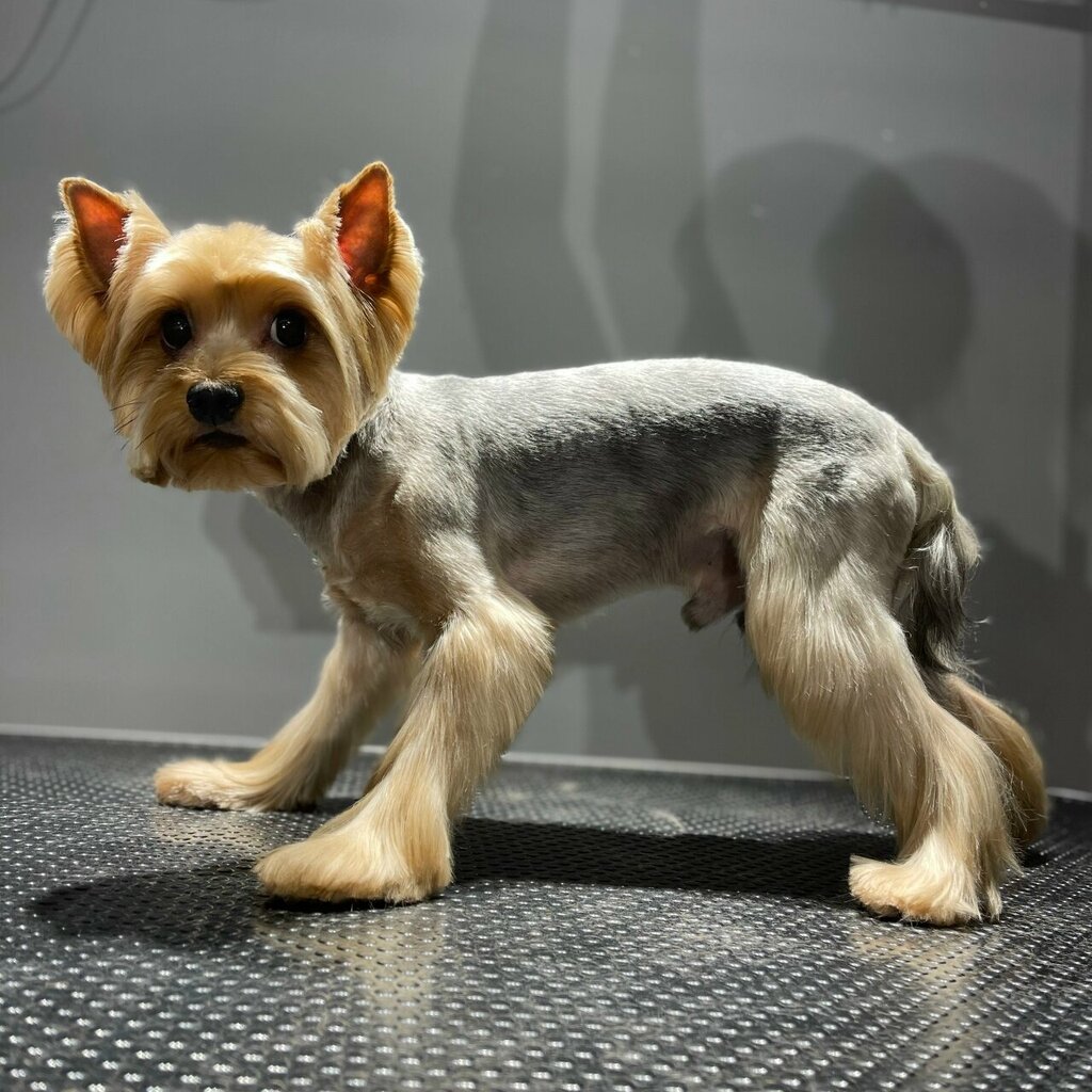 Evcil hayvan kuaförleri Usikilapusiki, Saint‑Petersburg, foto