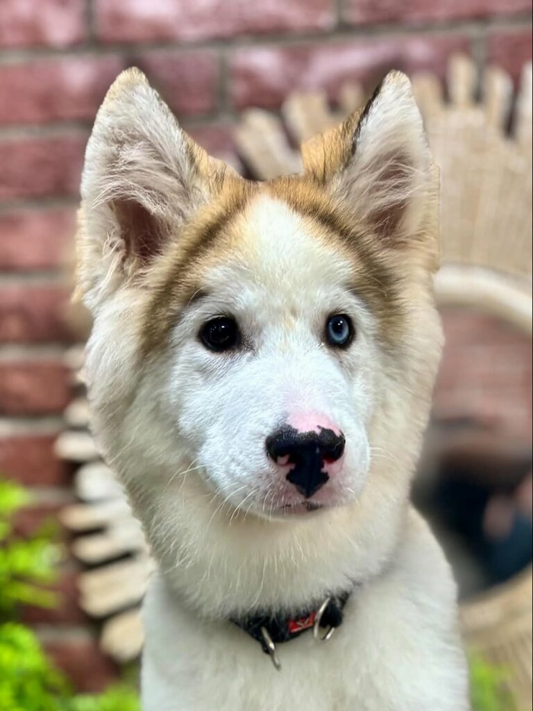 Evcil hayvan kuaförleri Pet Boutique, Dubai, foto