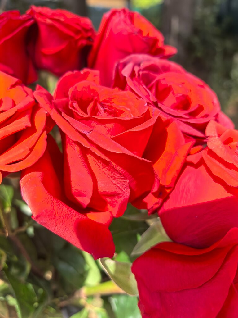 Çiçekçiler Цветы, Çehov, foto