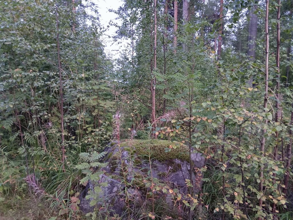 Anıt, heykel Место прорыва Медвежьегорского узла обороны противника, Medvezhyegorsk, foto