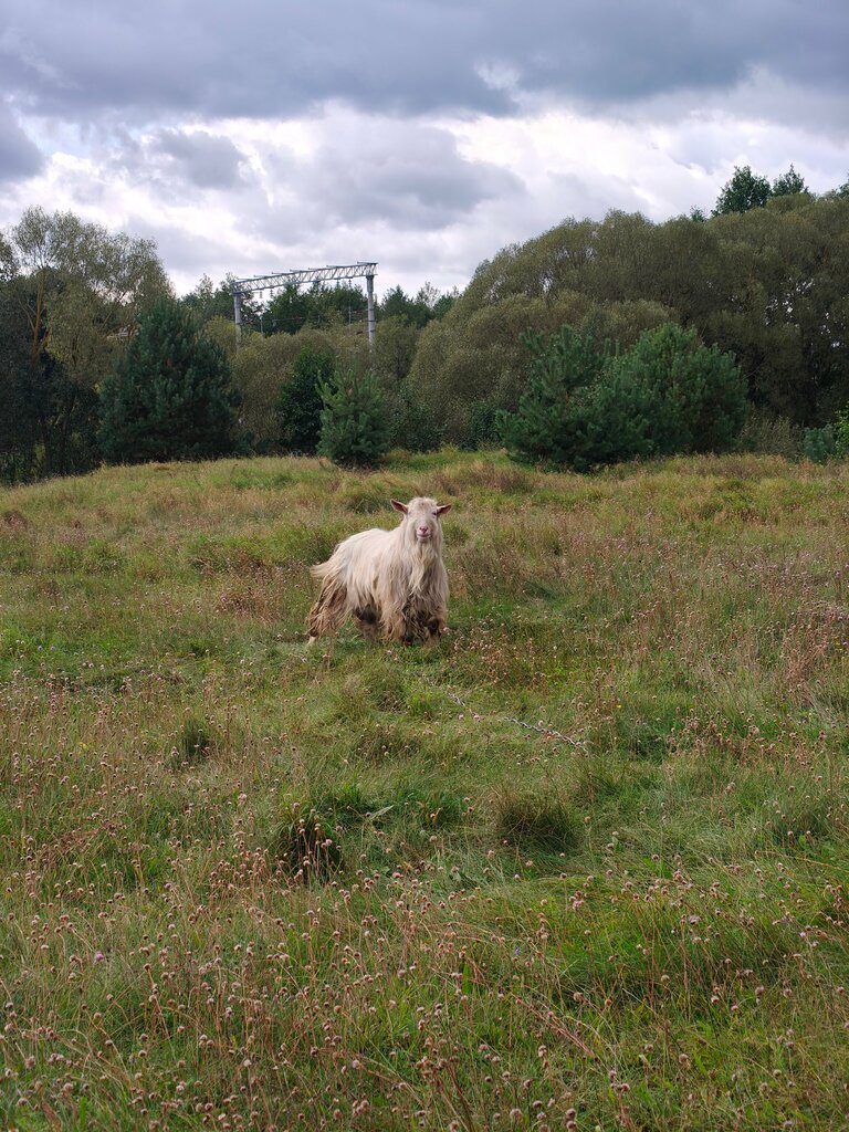 Mezarlıklar Jawrejskija mogilki, Grodnenskaya oblastı, foto