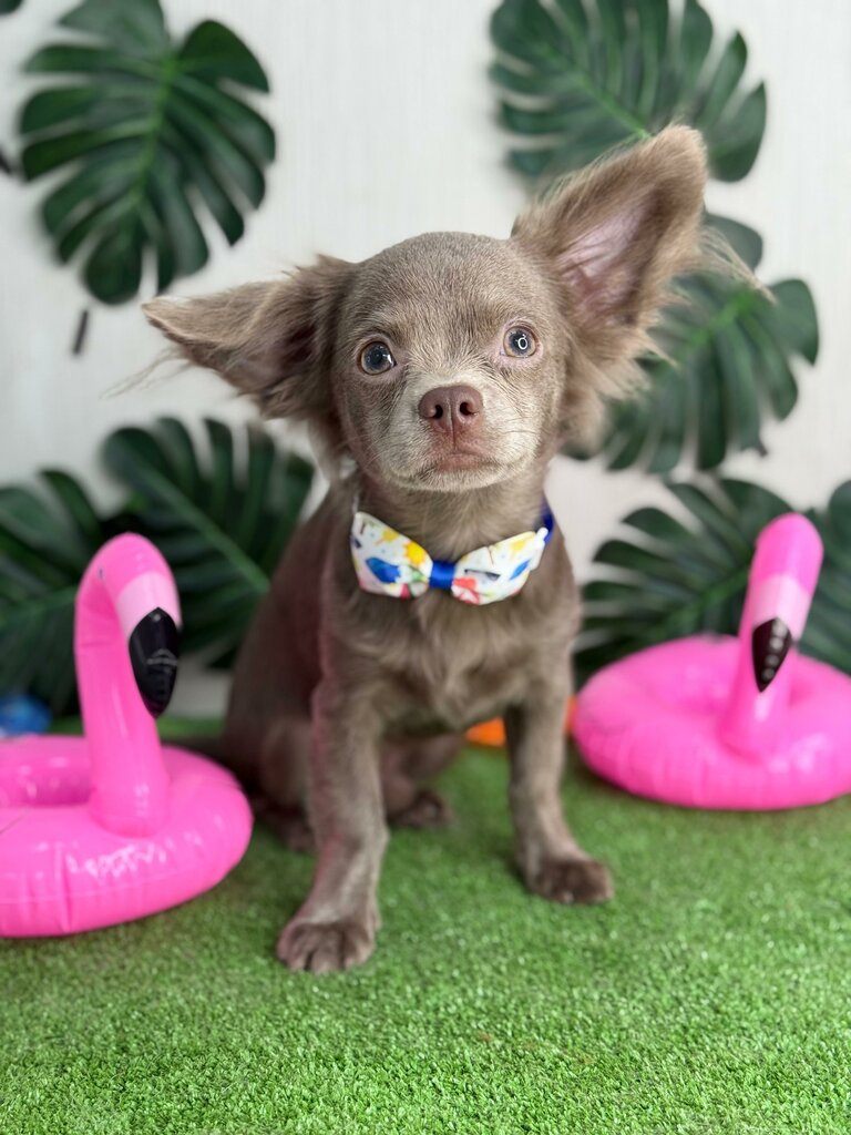 Evcil hayvan kuaförleri Кот и Пёс, Berdsk, foto