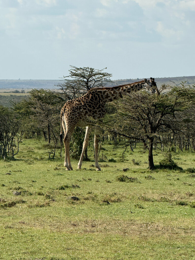 Spor ve eğlence merkezi Zebra Plains Mara Camp - Zebra Plains Collection, Dünya, foto
