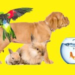 Зоомагазин (Moskovskaya Street No:14), petshop  Kanash'tan
