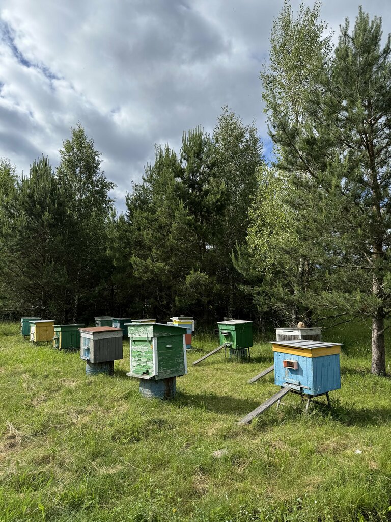 Bal ve arıcılık firmaları Пасека Белый Родник, Minskaya oblastı, foto