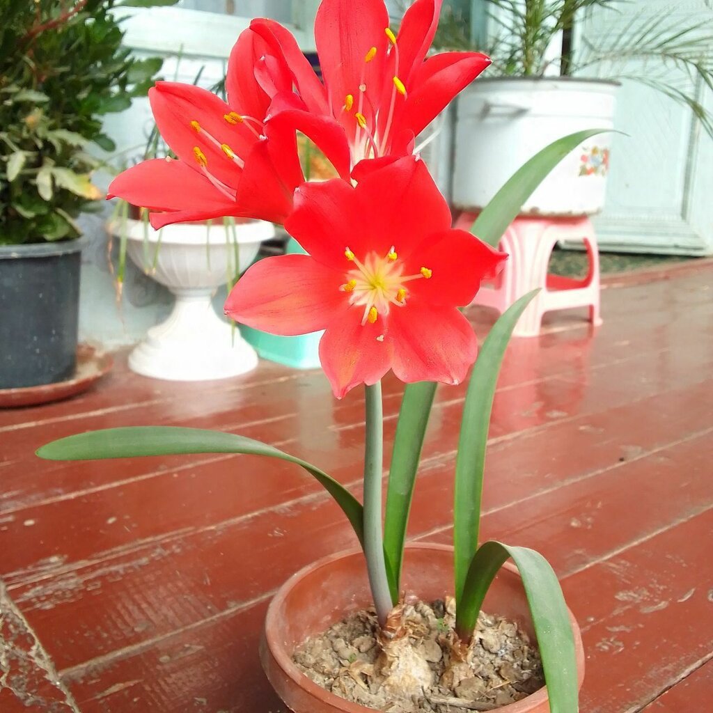 Toptan sebze ve meyve satışı Abduvali universal plus, Taşkent, foto