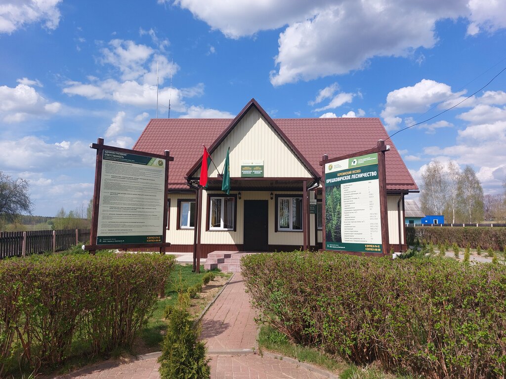 Orman işleri Oreshkovichskoye forestry of the Berezinsky forestry enterprise, Minskaya oblastı, foto