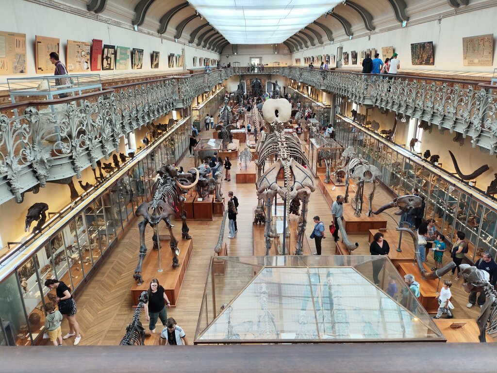 Müzeler ve sanat galerileri Gallery of Paleontology and Comparative Anatomy, Paris, foto