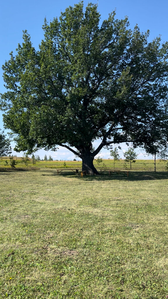 Resort oteller, tesisler Станица, Ulyanovskaya oblastı, foto