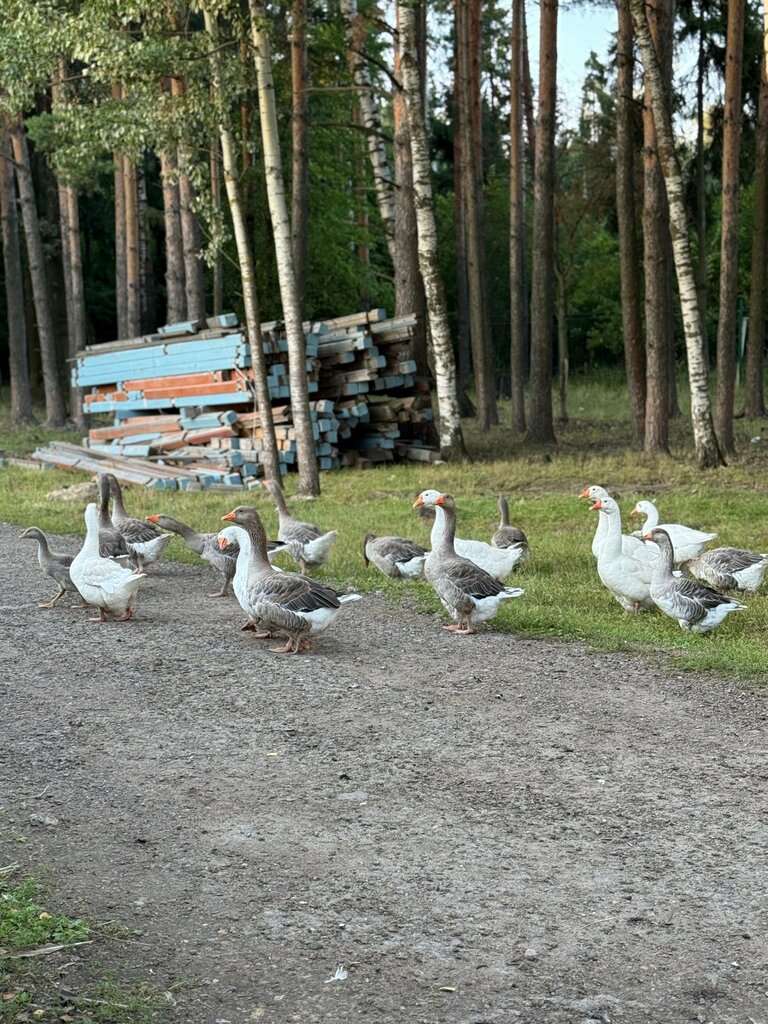 Tarım firmaları Крестьянское фермерское хозяйство Кожино, Şçolkovo, foto