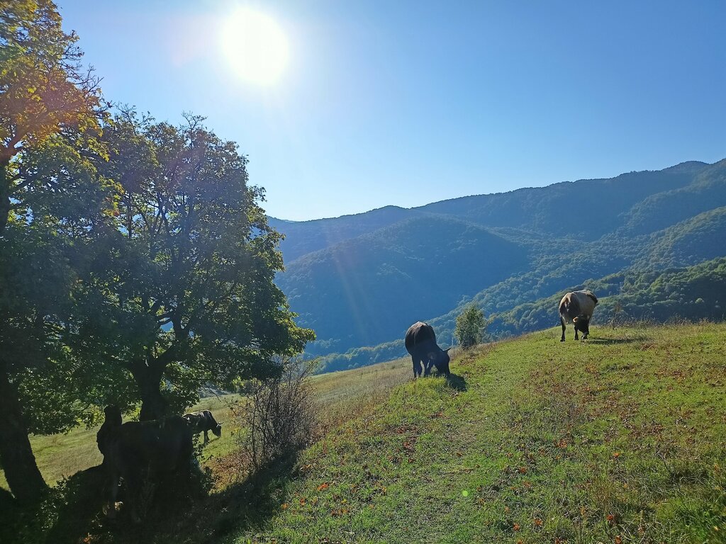 Kültür ve eğlence parkları Dilijan National Park, Tavuş, foto