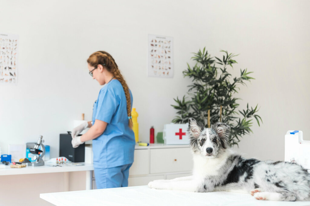 Veteriner klinikleri Центр ветеринарной помощи, Koroliov, foto
