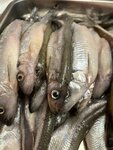 Барт (Leningrad Region, Volkhovskiy rayon, Novaya Ladoga), balık ve deniz ürünleri  Novaya Ladoga'dan