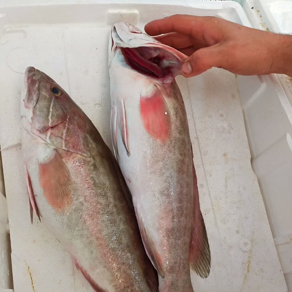 Balık ve deniz ürünleri Tuna Balıkçılık 3, Kahramanmaraş, foto