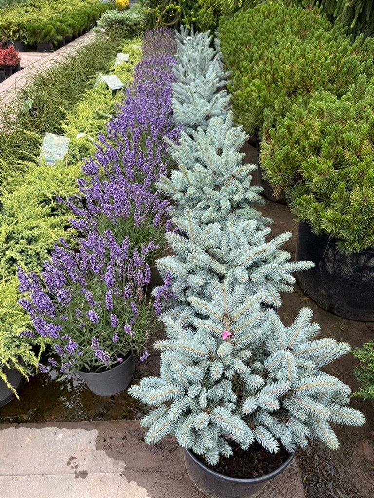 Sera ve bahçe ürünleri Mir Rasteniy, Mytişçi, foto