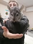 Матроскин (No:6, 3-y kvartal, selo Koshki), veteriner klinikleri  Samarskaya oblastından