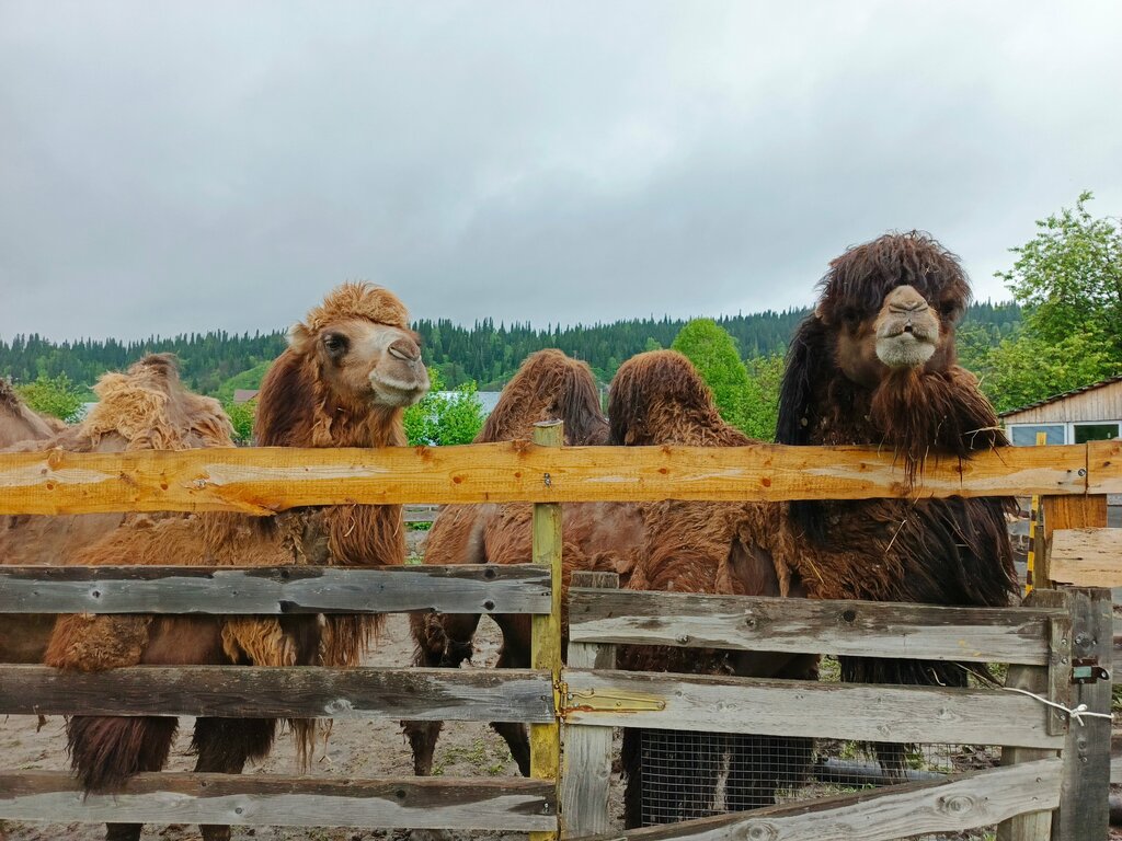 Hayvancılık Экопарк Zoogold, , foto