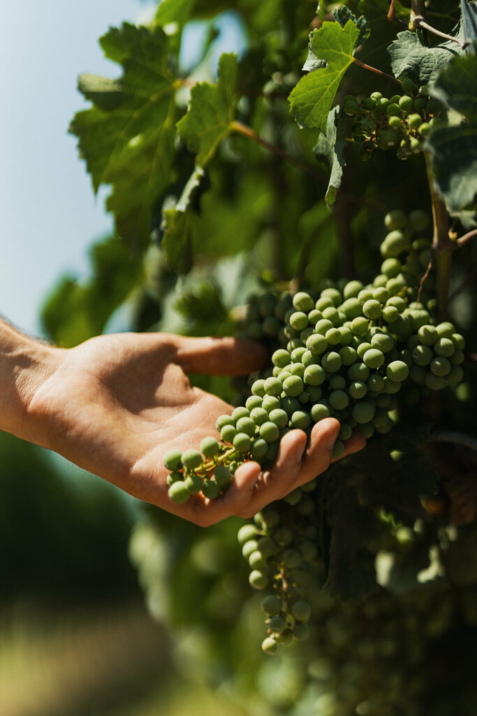 Şaraphane Qare Wines, Armavir, foto