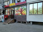 Dina (Mının tuıyq kóshesi No:24), market  Almatı'dan