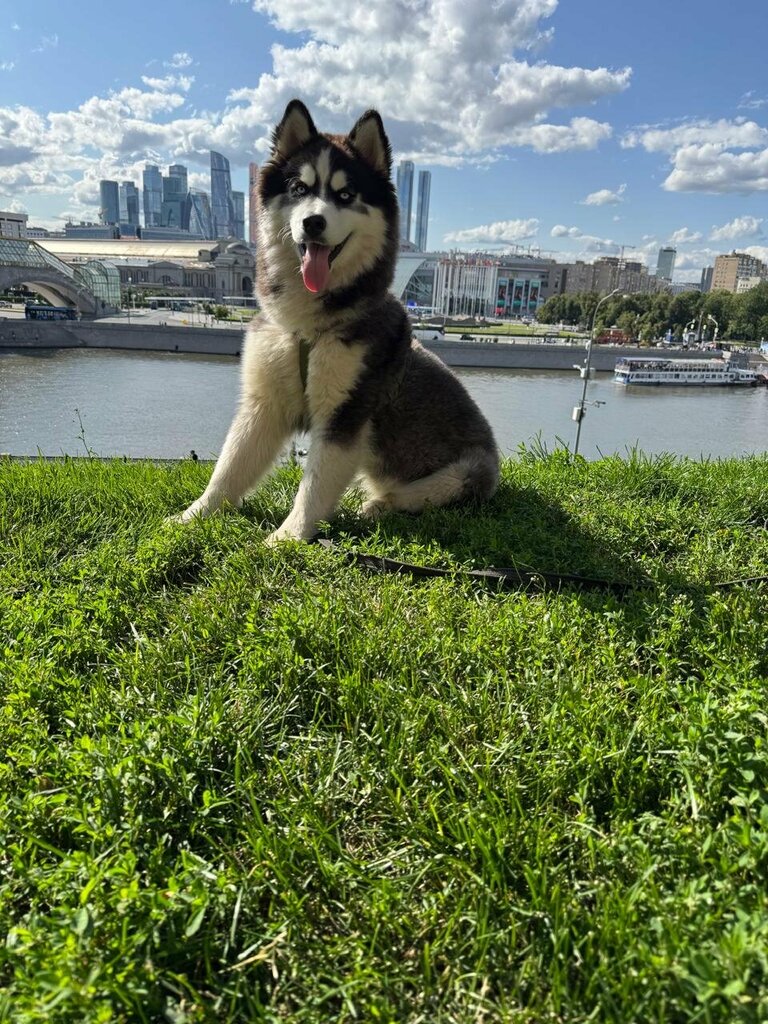 Evcil hayvan yetiştiricileri Traces of Pomsky and Dogs, Saint‑Petersburg, foto