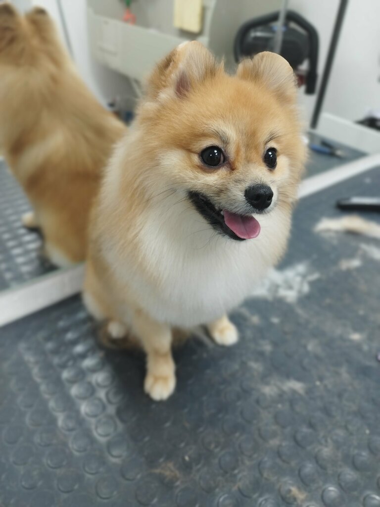 Evcil hayvan kuaförleri Goofy Groom, Minsk, foto