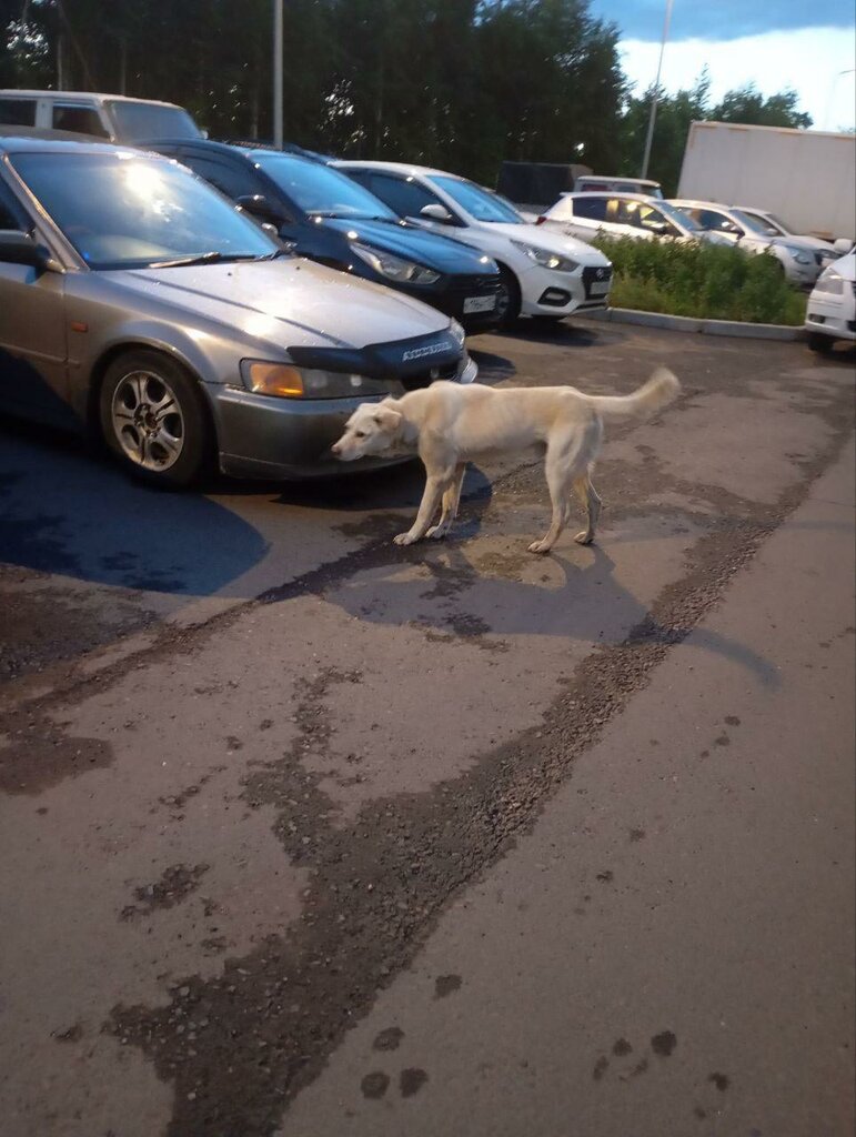 Hayvan barınakları, kulüpleri ve otelleri My pes, Krasnoyarsk, foto