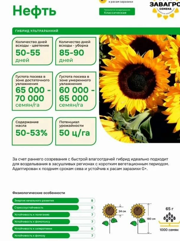 Tohum üretimi Благодар, Novoçerkassk, foto